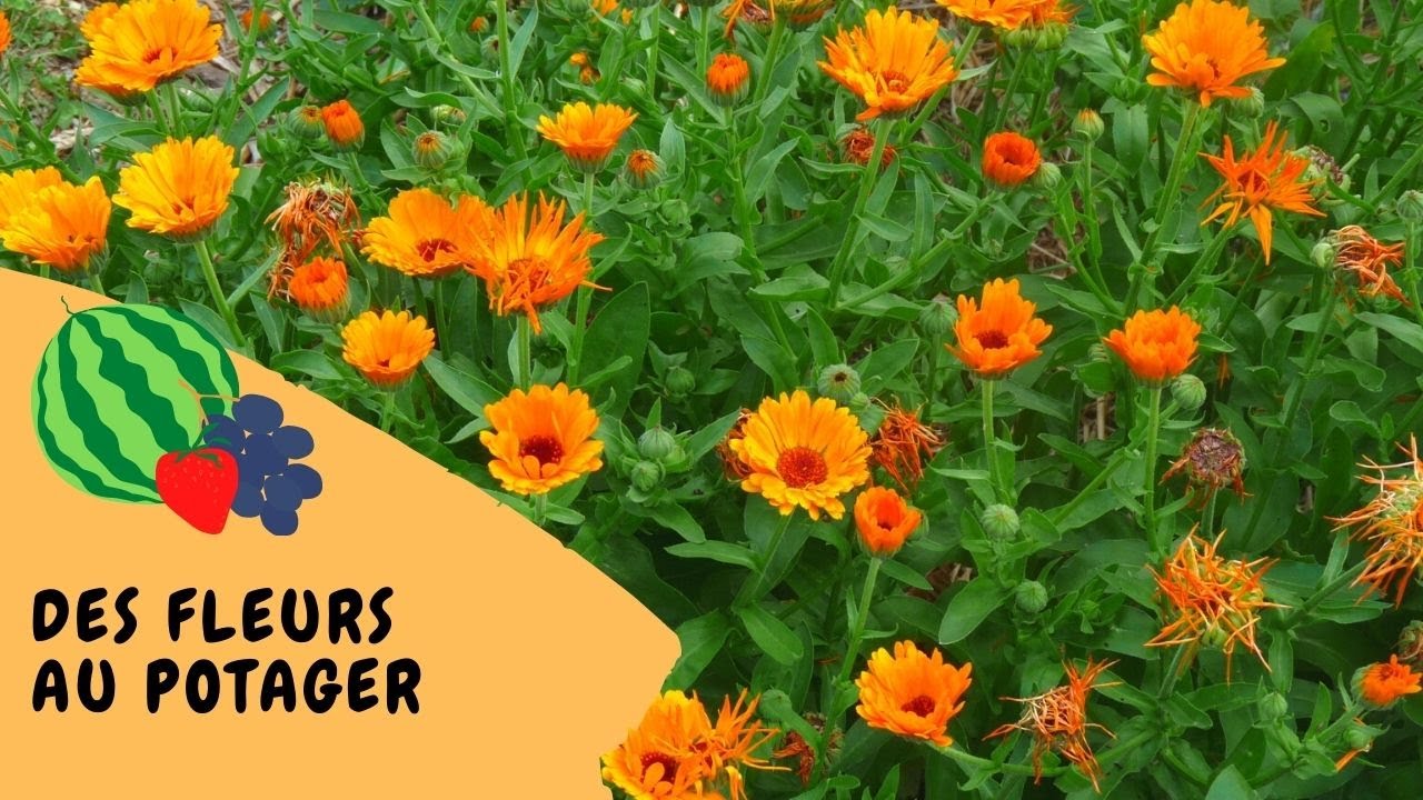 Associer fleurs et légumes au potager - Touslestutos.net
